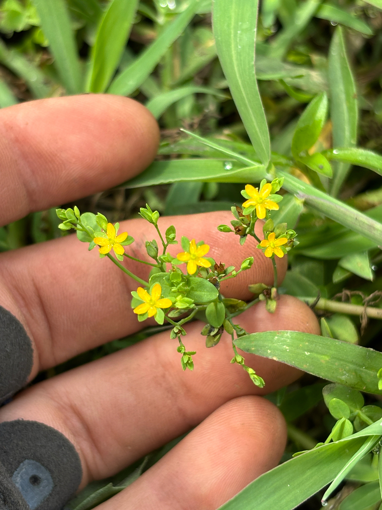 Dwarf St. John's Wort from Lake Placid, FL, US on May 20, 2025 at 10:56 ...