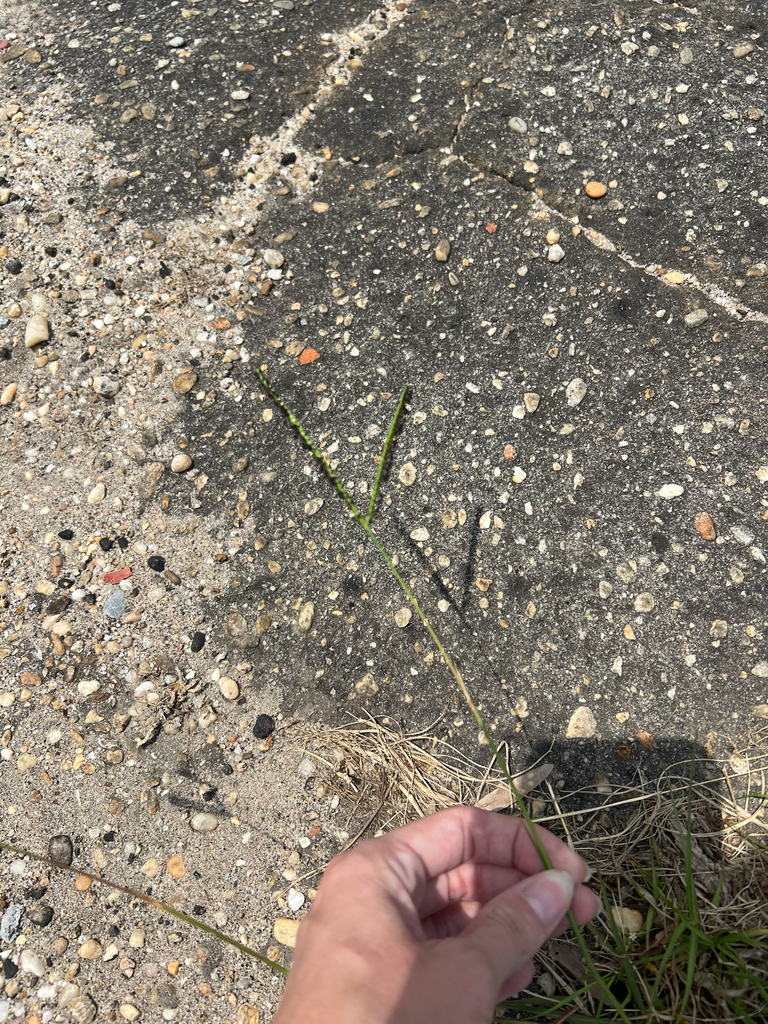 Bahia grass from W Front St N, Thomasville, AL, US on May 20, 2025 at ...