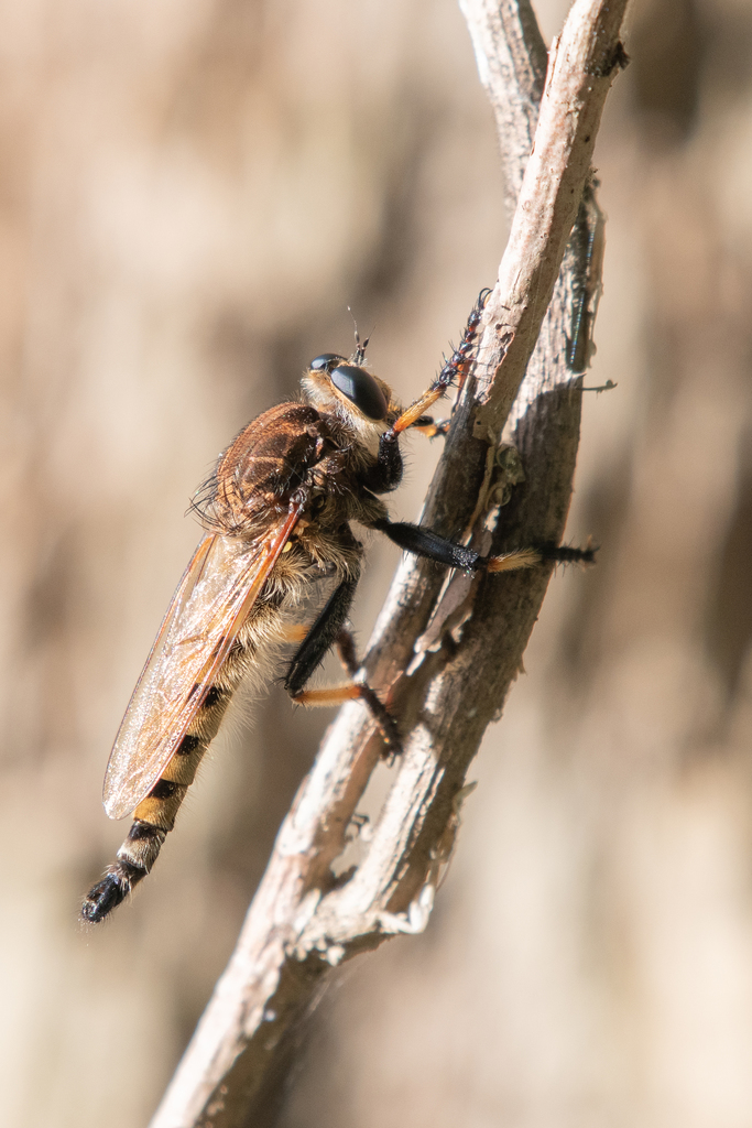 Red-footed Cannibal Fly from Sunbury, PA 17801, USA on September 8 ...