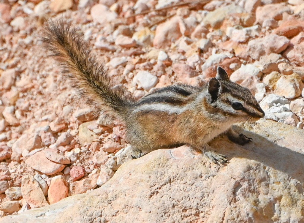 Uinta Chipmunk from Garfield County, UT, USA on May 11, 2025 at 10:07 ...