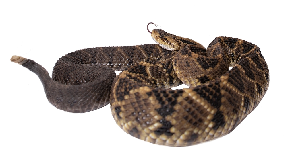 Northwestern Neotropical Rattlesnake from Nueva, 71091 Santa María ...