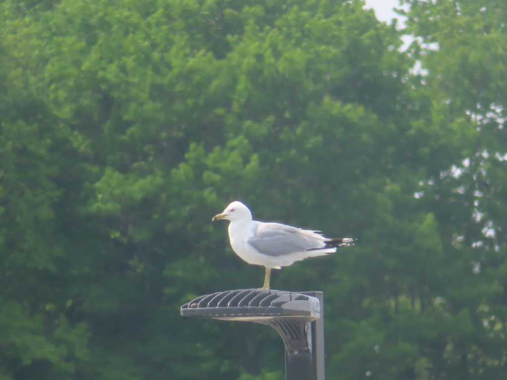 Ring-billed Gull from Port Elgin, ON, Canada on May 20, 2025 at 11:40 ...