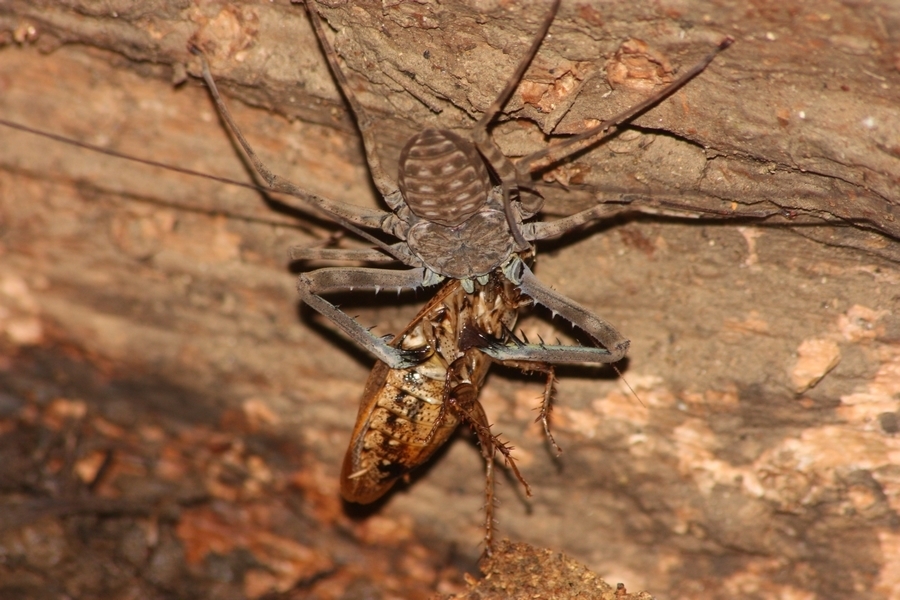 Charon grayi from Papouasie-Nouvelle-Guinée on February 5, 2016 at 09: ...