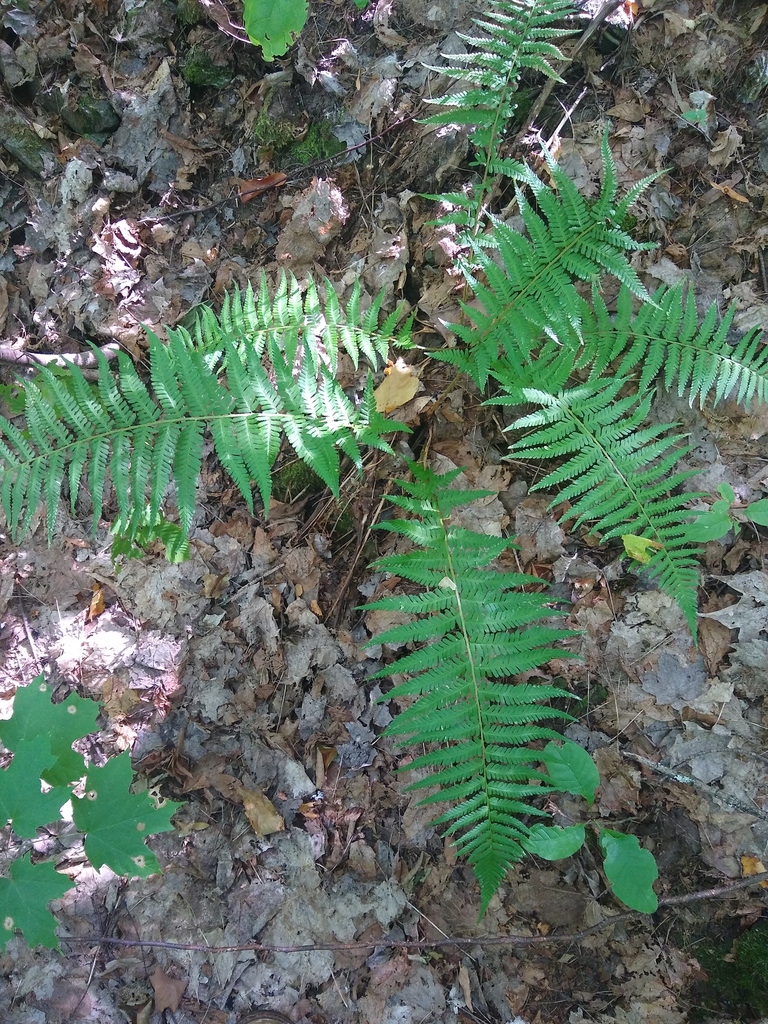 male fern in August 2019 by Alex Graeff · iNaturalist