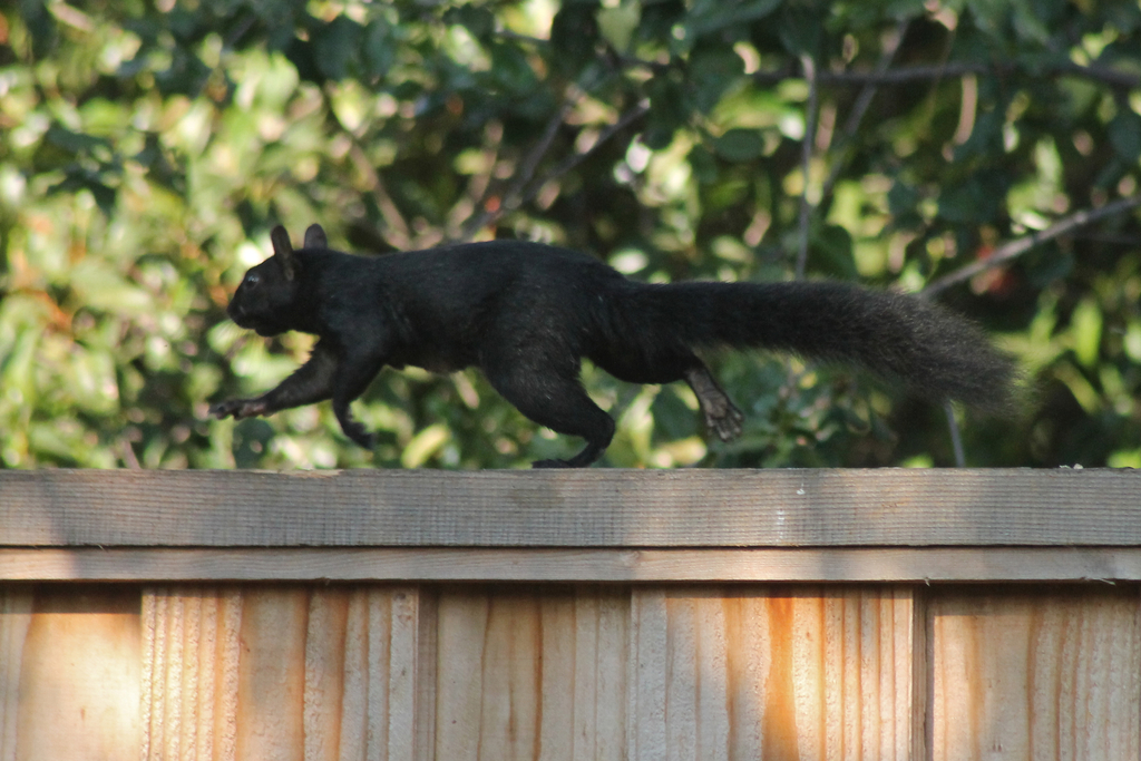 Eastern Gray Squirrel from Brewster Ave, San Jose, CA on September 10 ...