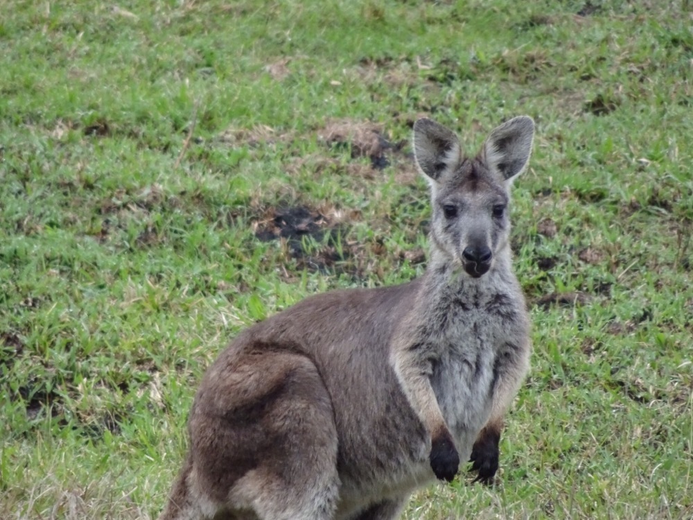 Common Wallaroo from Cessnock, AU-NS, AU on October 02, 2016 at 09:46 ...