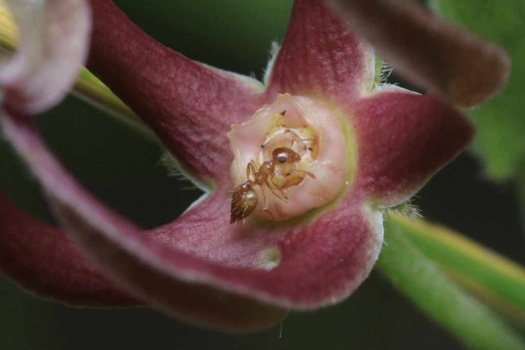 Missouri Acrobat Ant from Burnett Creek Rd, Knoxville, TN, US on May 19 ...