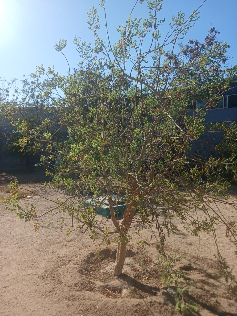 cimarron plum from Calle Sierra de las Vírgenes y Calle Bordo de ...