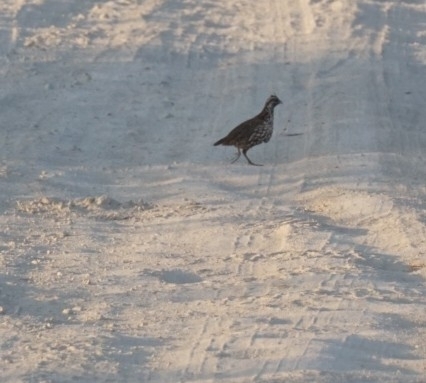 Codorniz yucateca desde 24084 Camp., México el 20 de mayo de 2025 a las ...