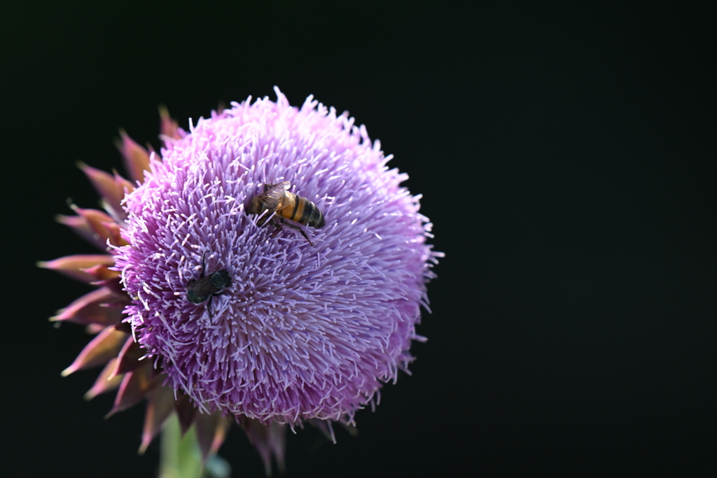 Western Honey Bee from 3100 W Britton Rd, Oklahoma City, OK 73120, USA ...