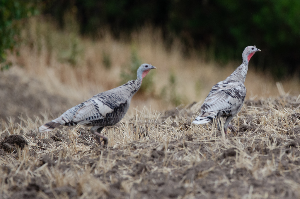 Wild Turkey from Colfax, WA 99111, USA on September 8, 2019 at 08:12 AM ...