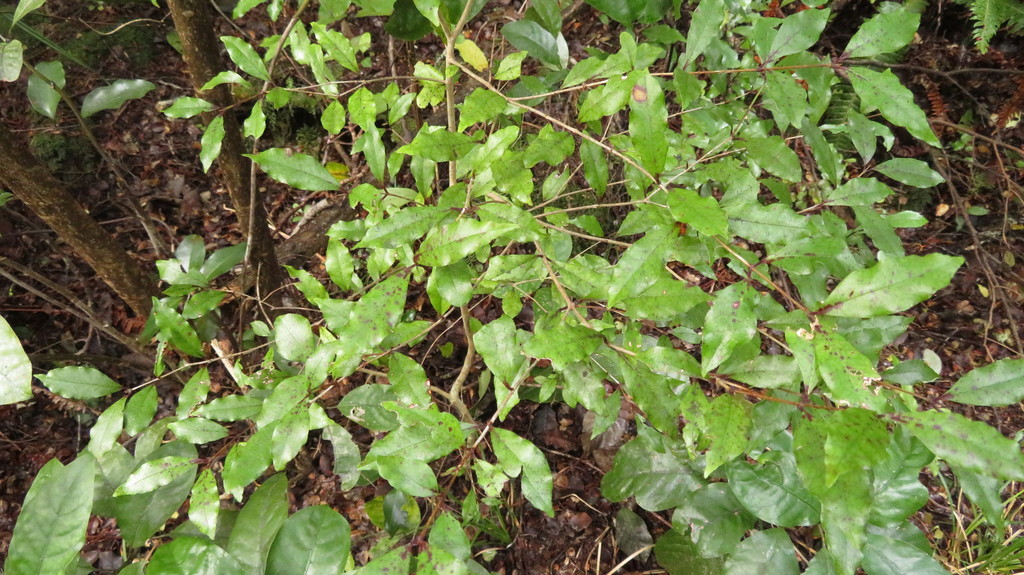 Swamp maire from Mount Holdsworth Rd, Tararua Forest Park 5791, New ...