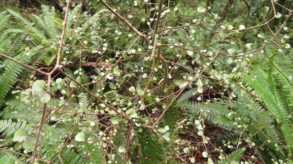 Pokaka from Mount Holdsworth Rd, Tararua Forest Park 5791, New Zealand ...
