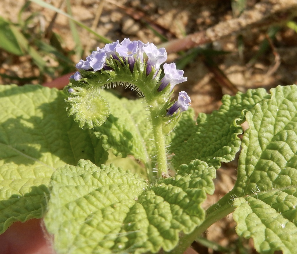 Indian Heliotrope from Grapevine, TX, USA on September 07, 2019 at 09: ...
