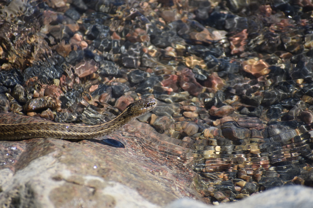 Wandering Garter Snake from Boulder Reservoir, Boulder, CO, US on May ...