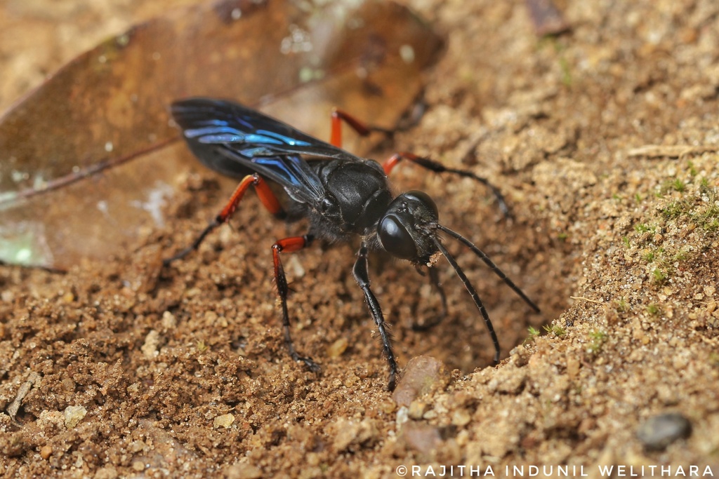 Sphex subtruncatus from Ratnapura, Sri Lanka on May 9, 2025 at 11:08 AM ...