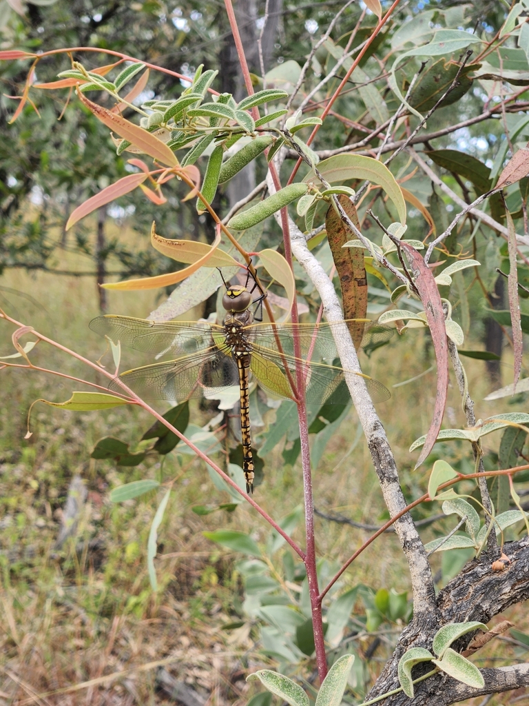 Australian Emperor in May 2025 by Sami Day · iNaturalist