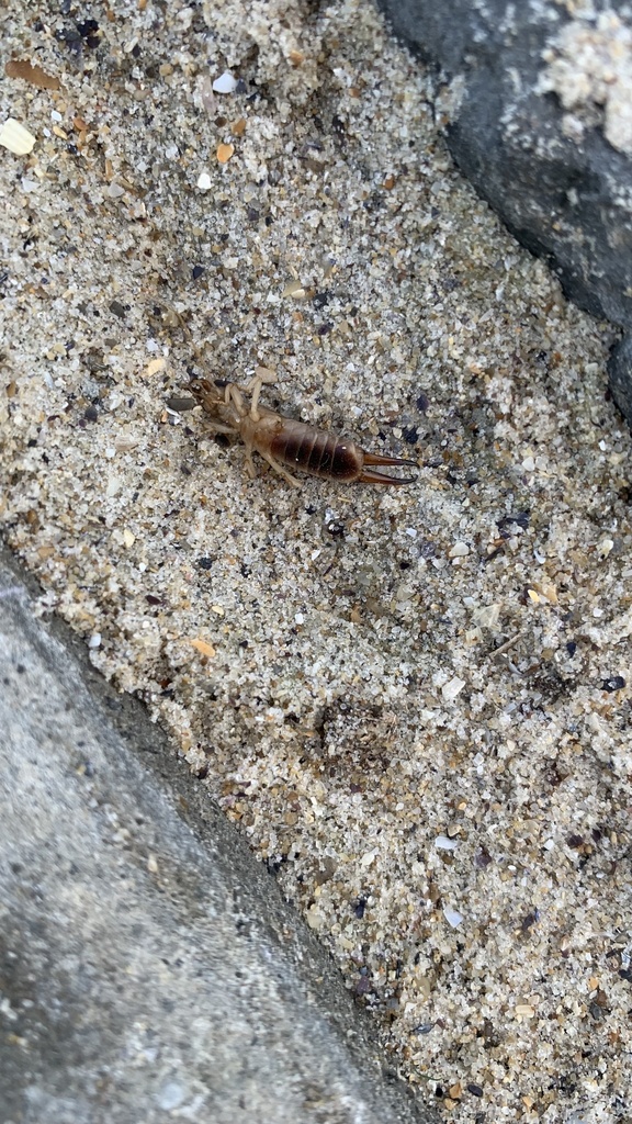 Shore Earwig from Noir Beach / Ноир Пляж, Одеса, Одеська область, UA on ...