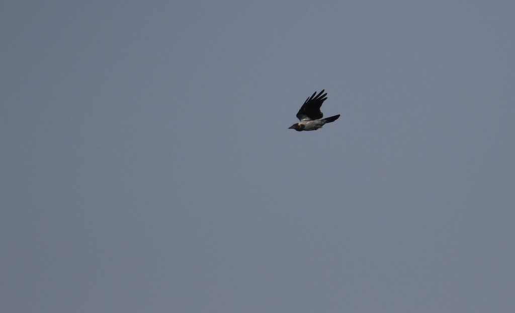 Hooded Crow from Aqaba, Jordan on September 09, 2019 at 02:10 AM by ...