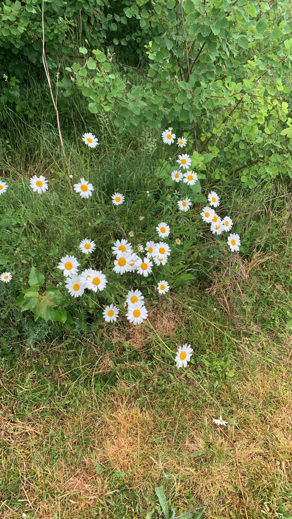 oxeye daisy from Greenway, London, England, GB on May 21, 2025 at 10:13 ...