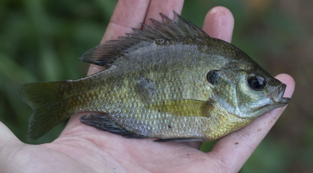 Bluegill from Greene County, MO, USA on September 8, 2019 at 08:17 AM ...