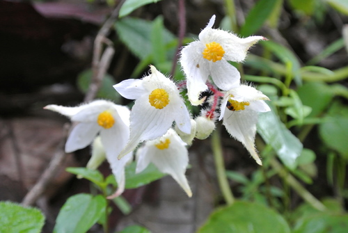 Begonia ornithocarpa · iNaturalist