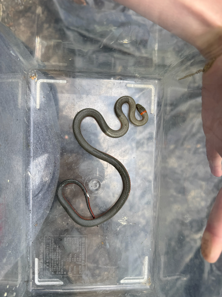 Ring-necked Snake from Tal Trl, Gasquet, CA, US on May 12, 2025 at 02: ...