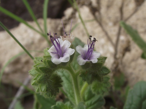 Stout Phacelia (Phacelia robusta)