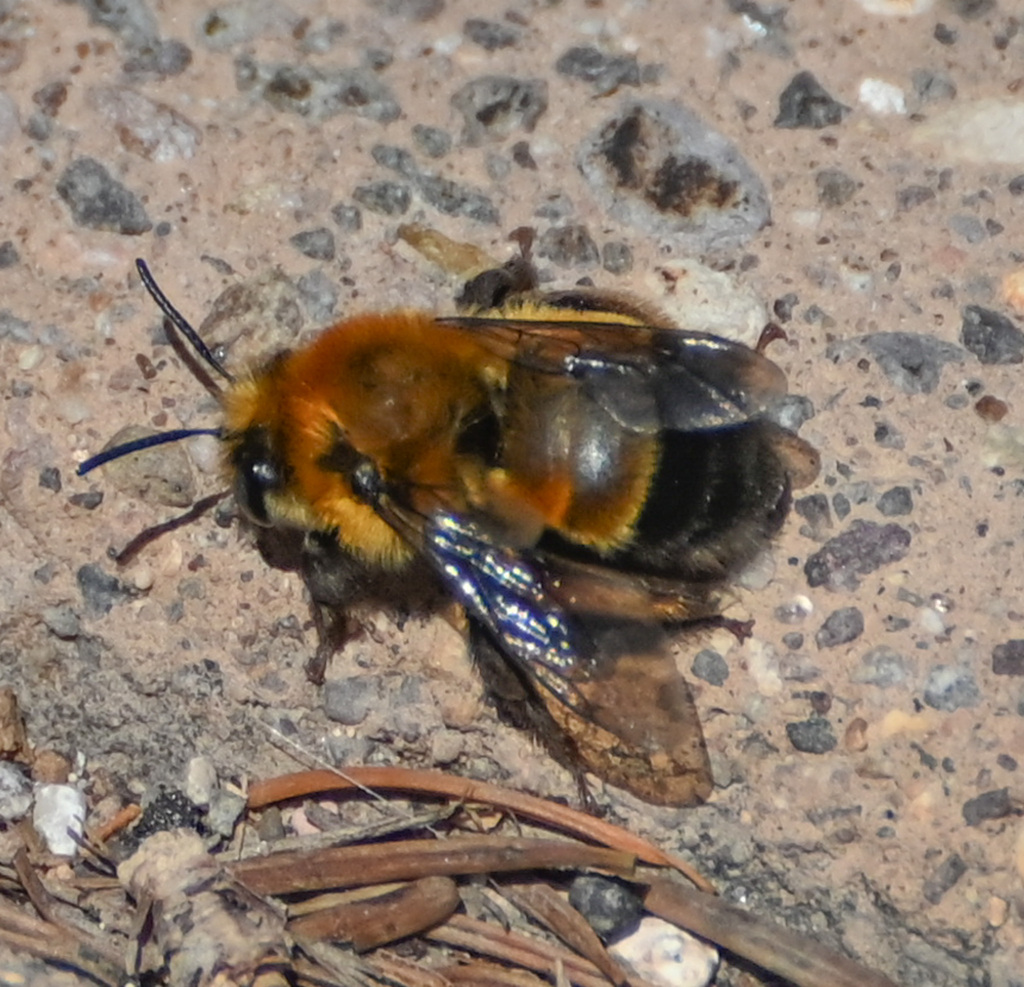 Bumblebee-like Digger Bee from Kane County, UT, USA on May 11, 2025 at ...