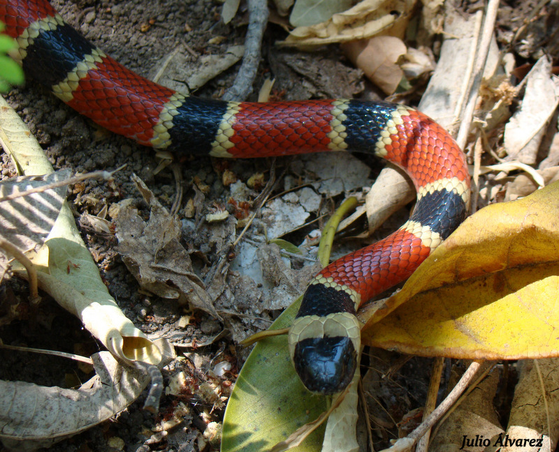 Serpiente coralillo del occidente mexicano desde Nayarit, MX elviernes ...