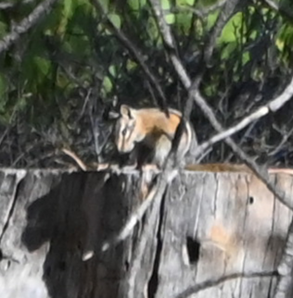 Western Chipmunks from Garfield County, UT, USA on May 11, 2025 at 05: ...