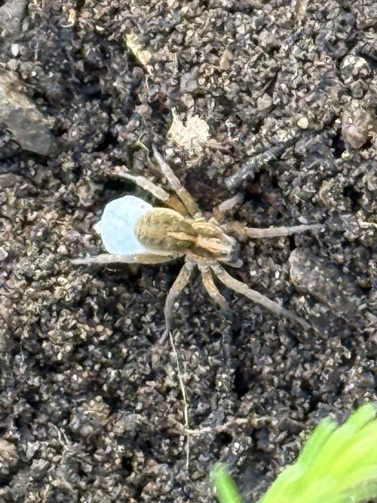 Rustic Wolf Spider from Railroad Ave, Black Diamond, WA, US on May 21 ...
