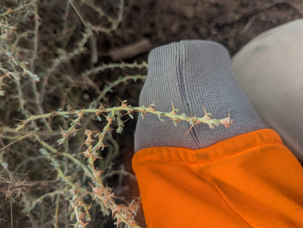 Black Roly-poly from Eynesbury VIC 3338, Australia on May 22, 2025 at ...