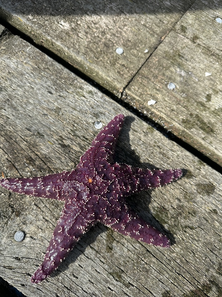 Ochre Sea Star from Montague Harbour, Southern Gulf Islands, BC, CA on ...