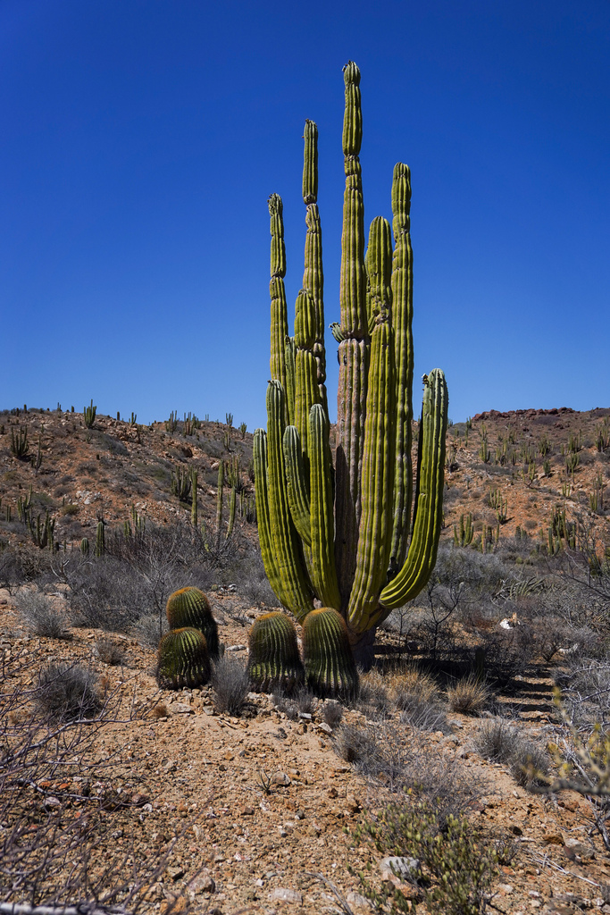 Mexican Giant Cactus in April 2024 by Kevin Kreucher · iNaturalist