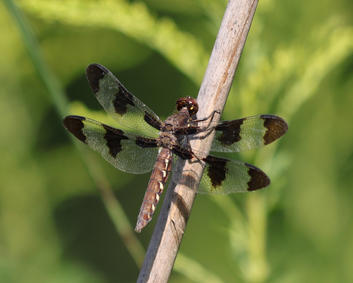 Observations by antzilla · iNaturalist