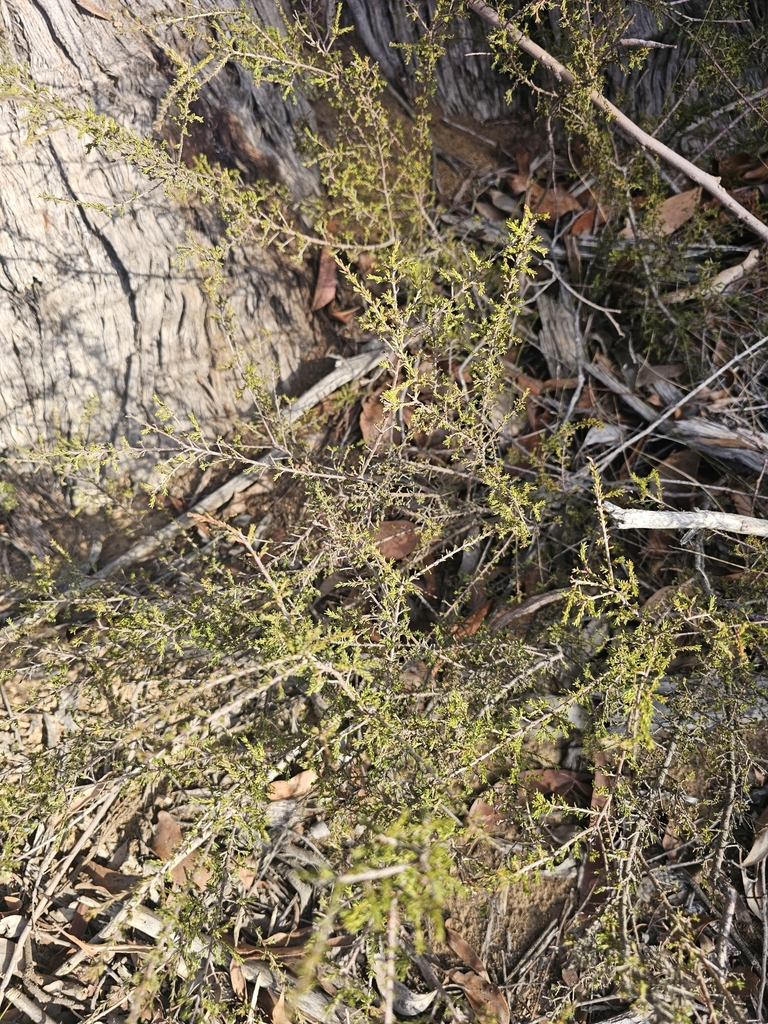 small-leaf parrot-pea from Whitegum Dr/Woods Point Rd, East Warburton ...