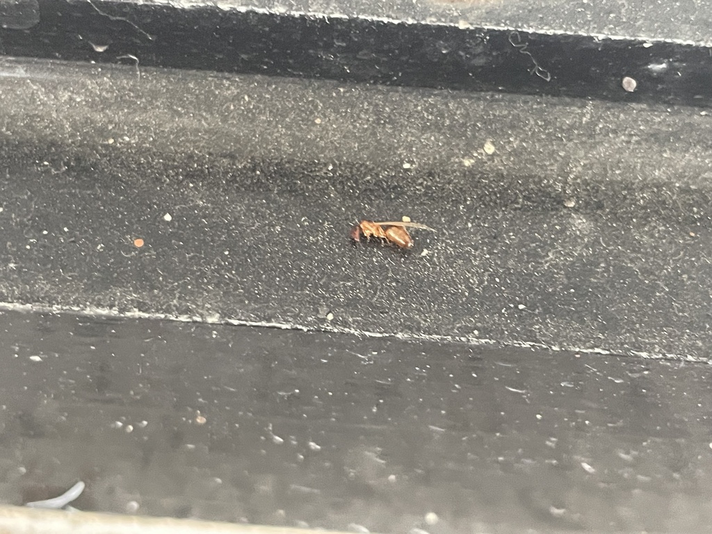 Gate-keeper Ants from 屯門高爾夫球中心, 屯門, 新界, HK on May 20, 2025 at 05:42 PM ...