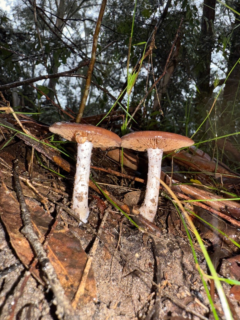 Thaxterogaster submagellanicus from Parramatta - Inner, New South Wales ...
