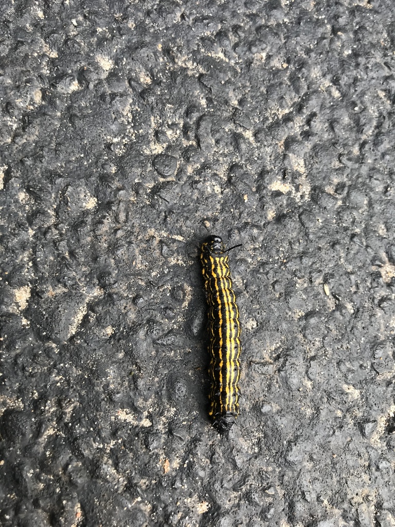 Orange-tipped Oakworm Moth in September 2019 by Benjamin Beard ...