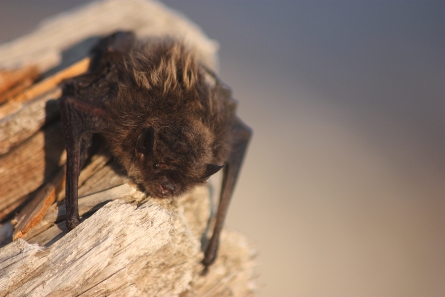 Siberian Bat from Kabansky District, Buryatia, Russie on July 16, 2014 ...