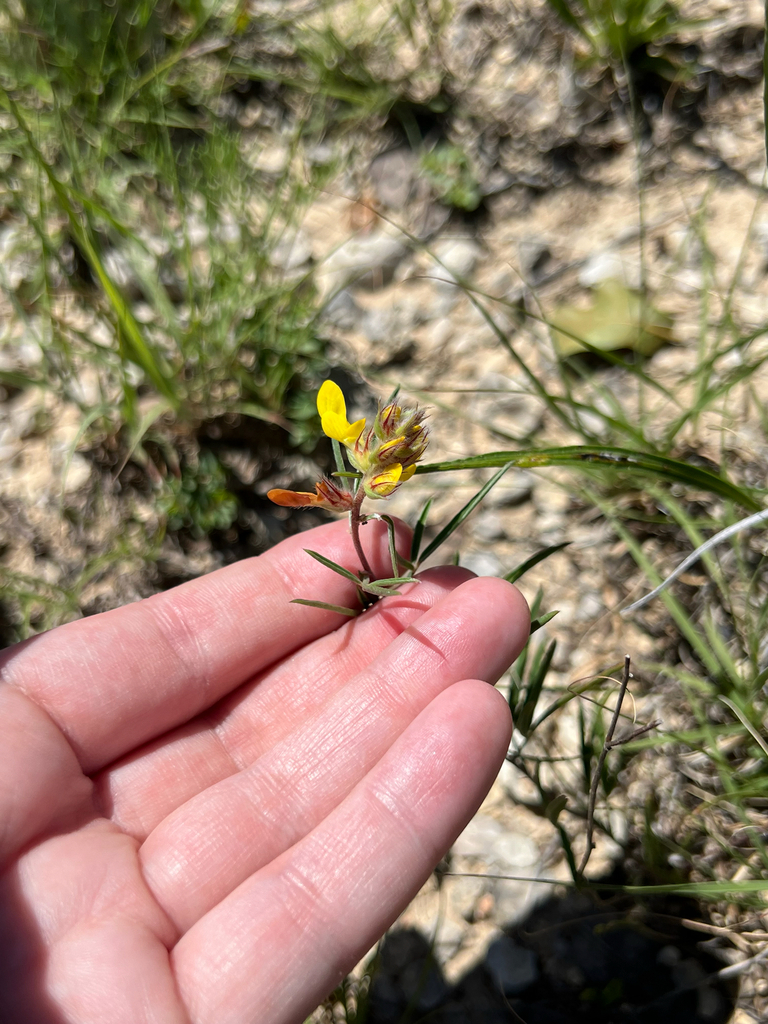 Hall's Dalea in May 2025 by Kay Hankins · iNaturalist