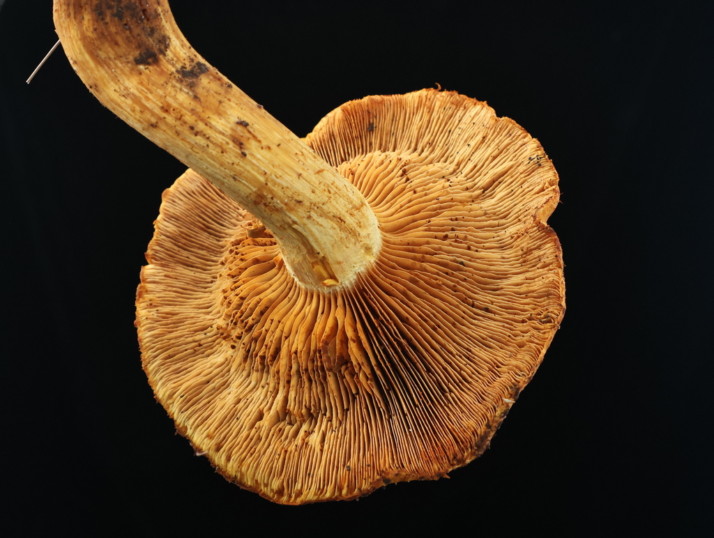 Scaly Rustgill from Melbourne VIC, Australia on May 23, 2025 at 04:49 ...