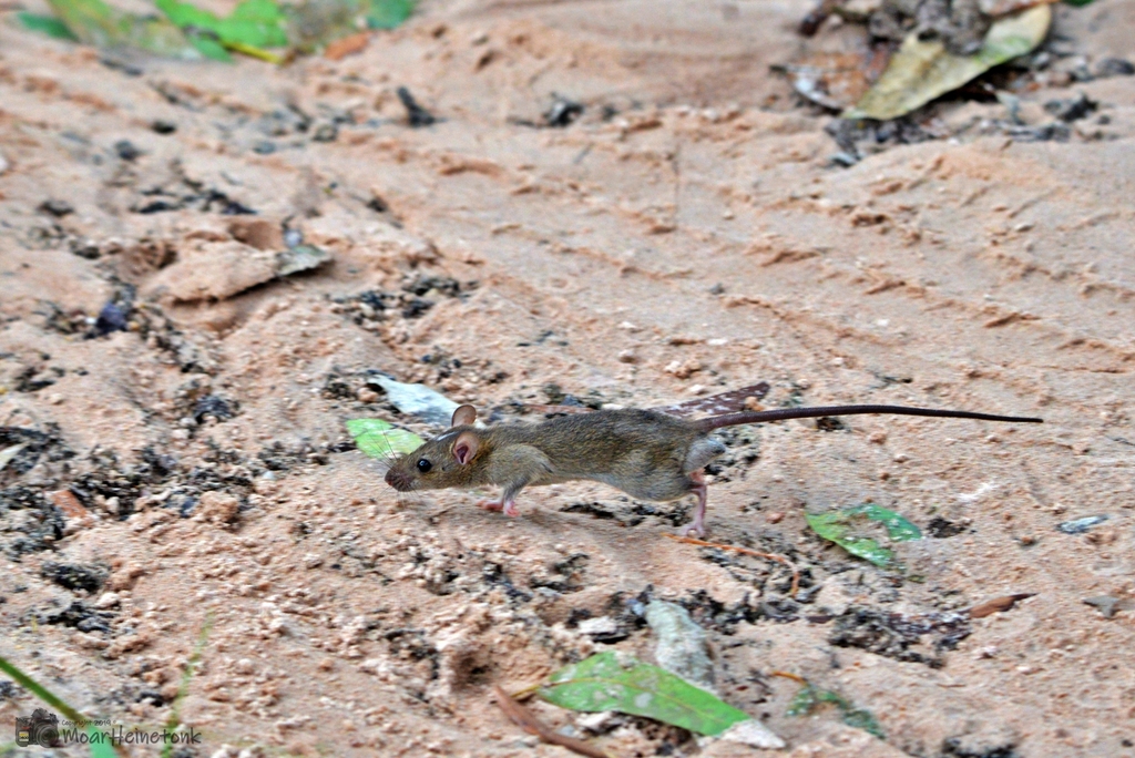 Polynesian Rat from Phon Ngam, Buntharik District, Ubon Ratchathani 34230, Thailand on September ...