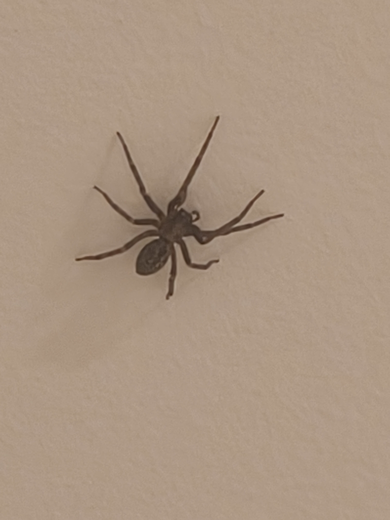 Grey House Spider from St Johns, Auckland 1072新西兰 on May 23, 2025 at 06 ...