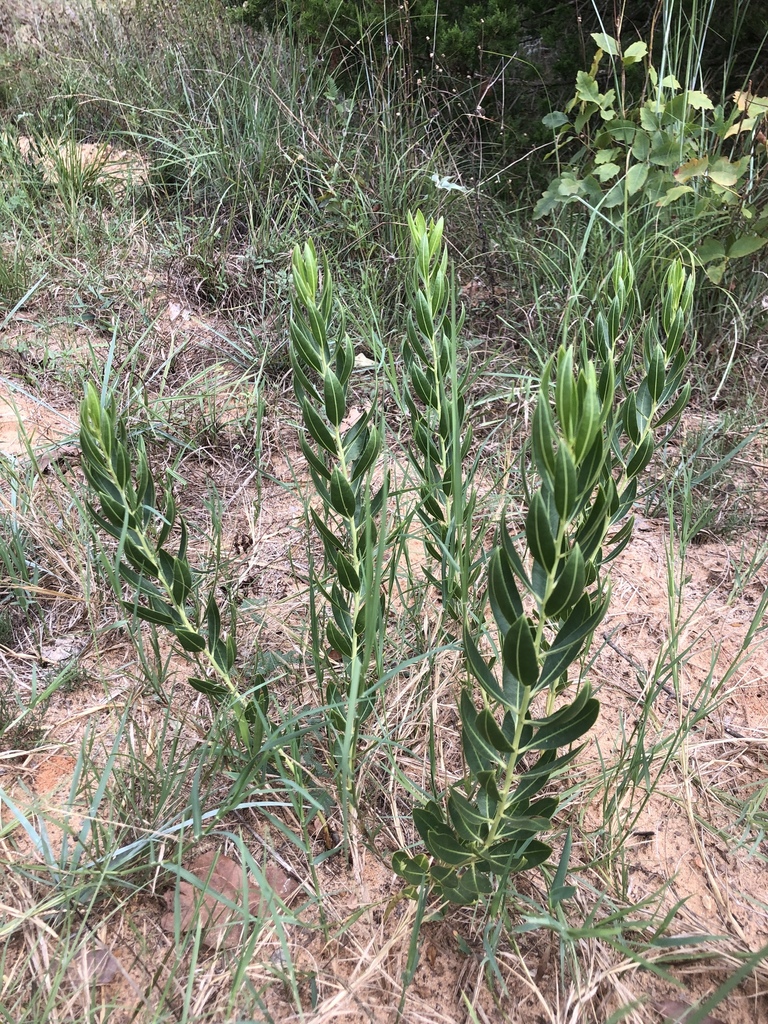 Queen's Delight from K & L Ranch Rd, Dale, TX, US on September 03, 2019 ...