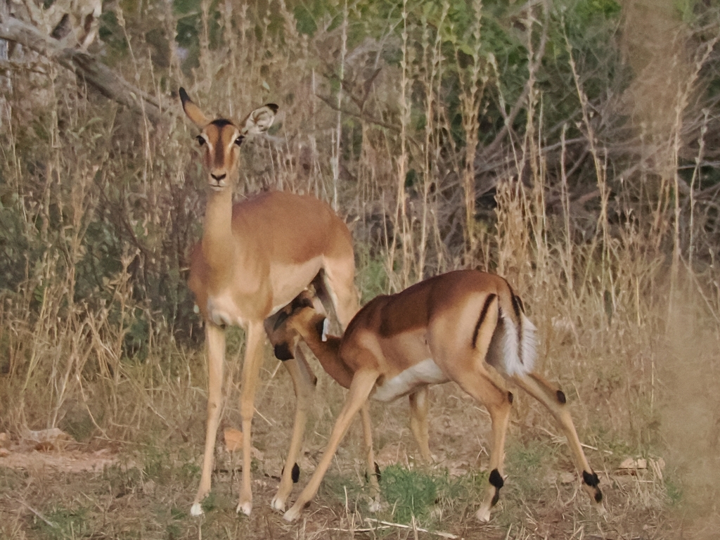 Common Impala from Maruleng, South Africa on May 22, 2025 at 03:30 PM ...