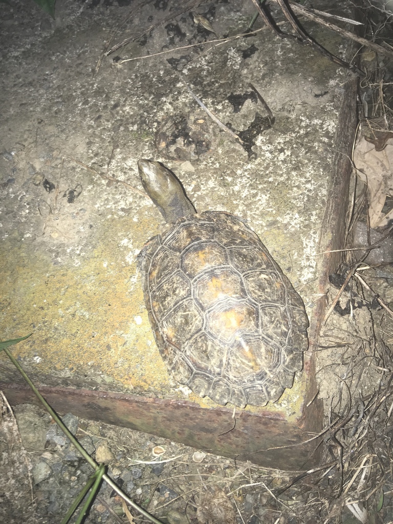 Japanese pond turtle in September 2019 by nbgdnzl · iNaturalist