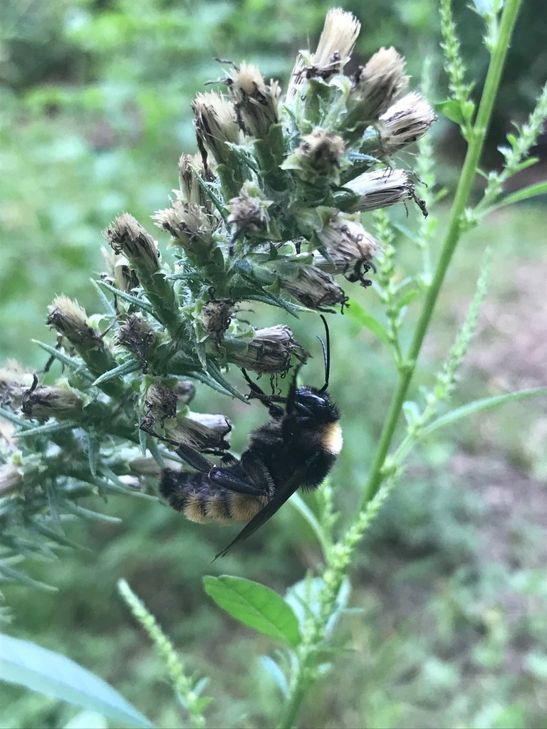 American Bumble Bee from River Forest, Richmond, TX 77406, USA on ...