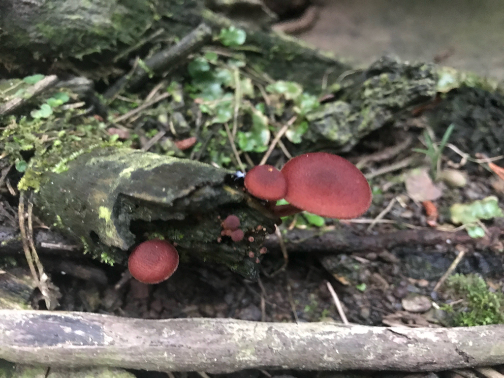Burgundy Wood Tubaria from Roebuck Rd, Sassafras, TAS, AU on March 22 ...
